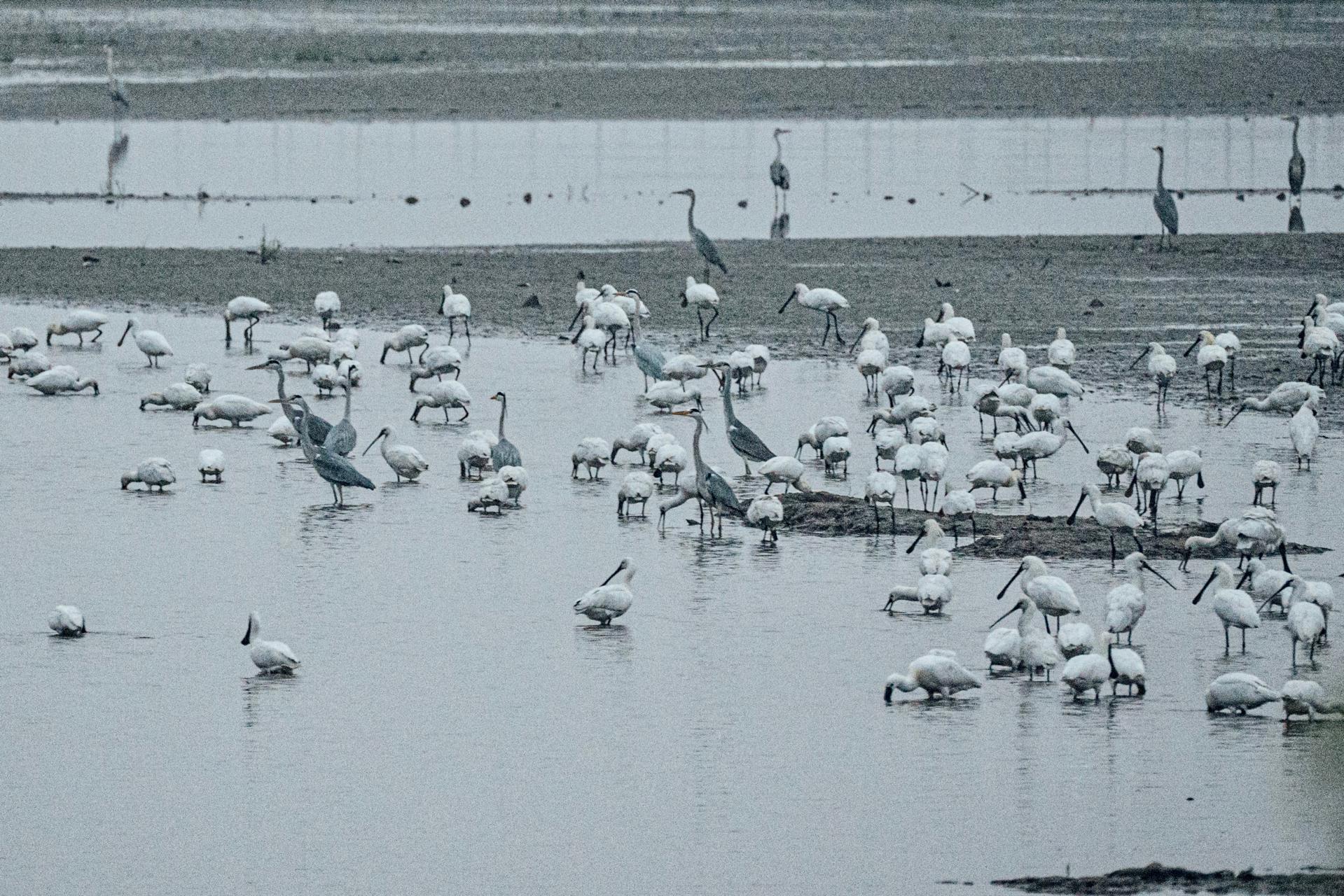拨开芦苇丛，鸟的世界映入眼帘_精彩推荐_湖南频道_红网